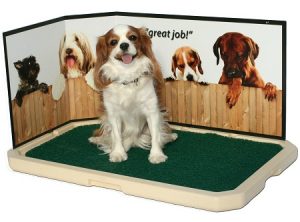 Piddle Place Pet Relief System Review. | Night Helper